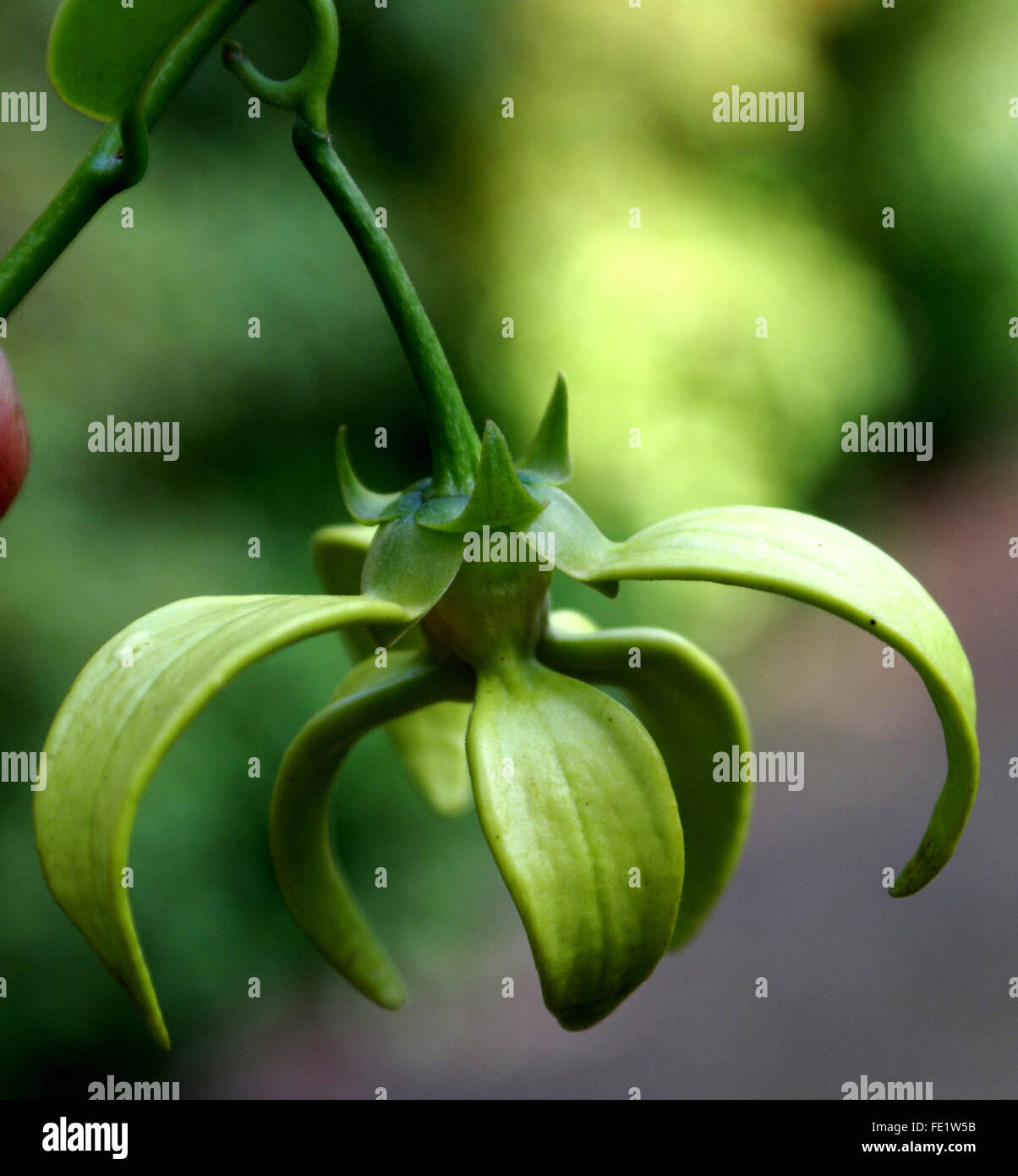 Chini champa hi-res stock photography and images - Alamy