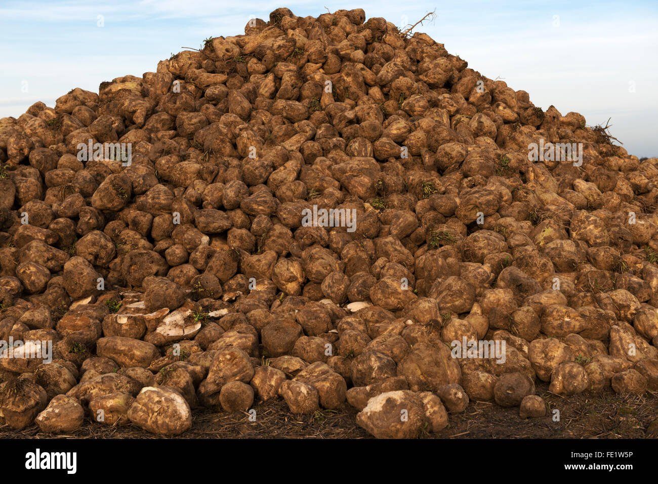 Sugar beet pile Stock Photo - Alamy