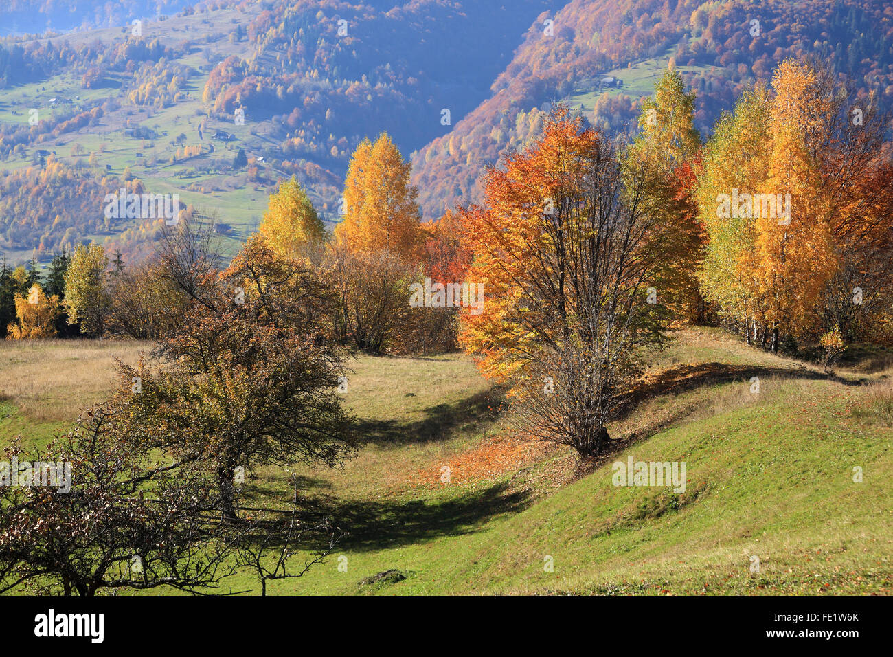 Beech Forest in the Ukrainian Carpathians in a golden autumn Stock ...