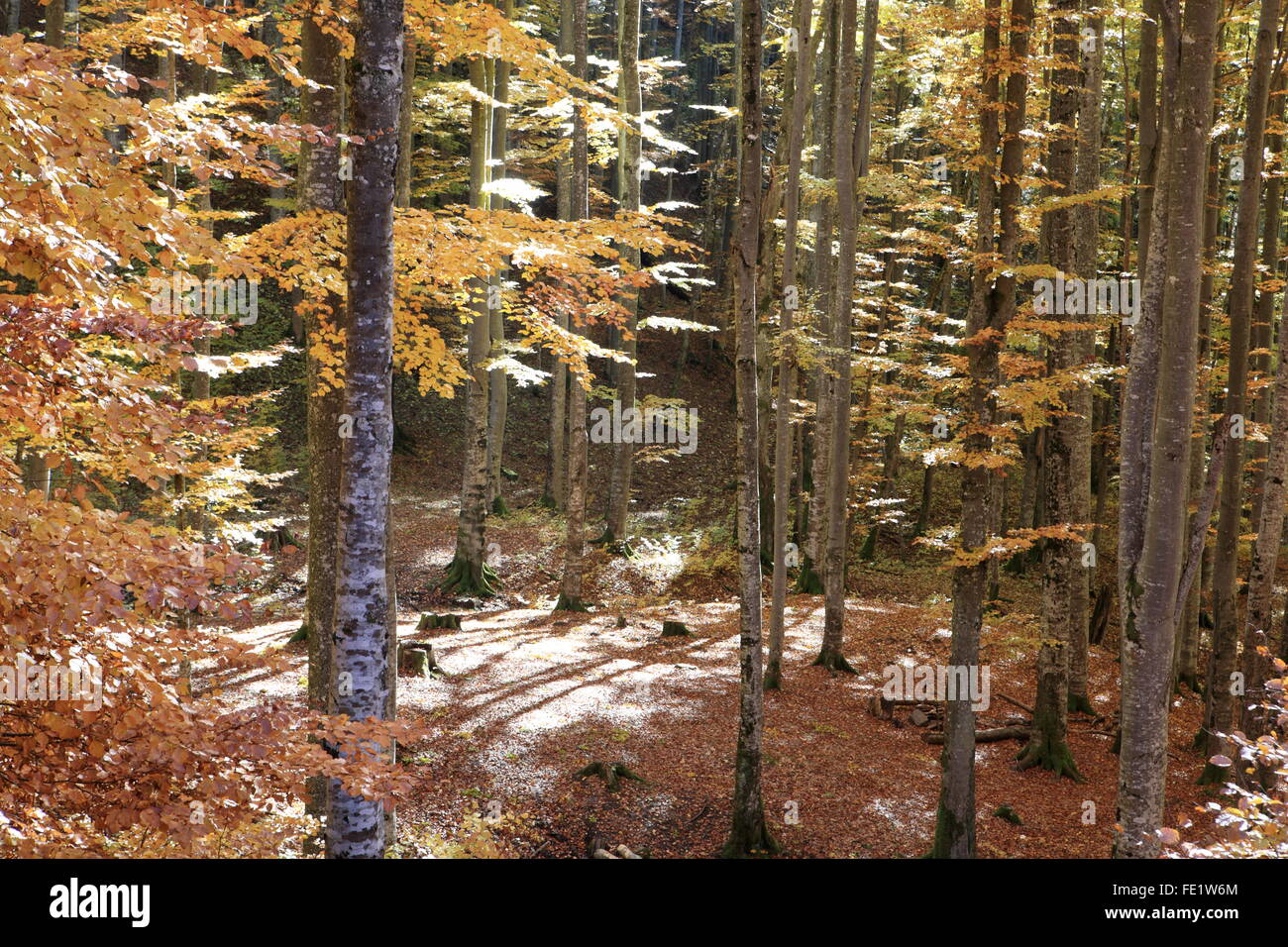 Beech Forest in the Ukrainian Carpathians in a golden autumn Stock ...