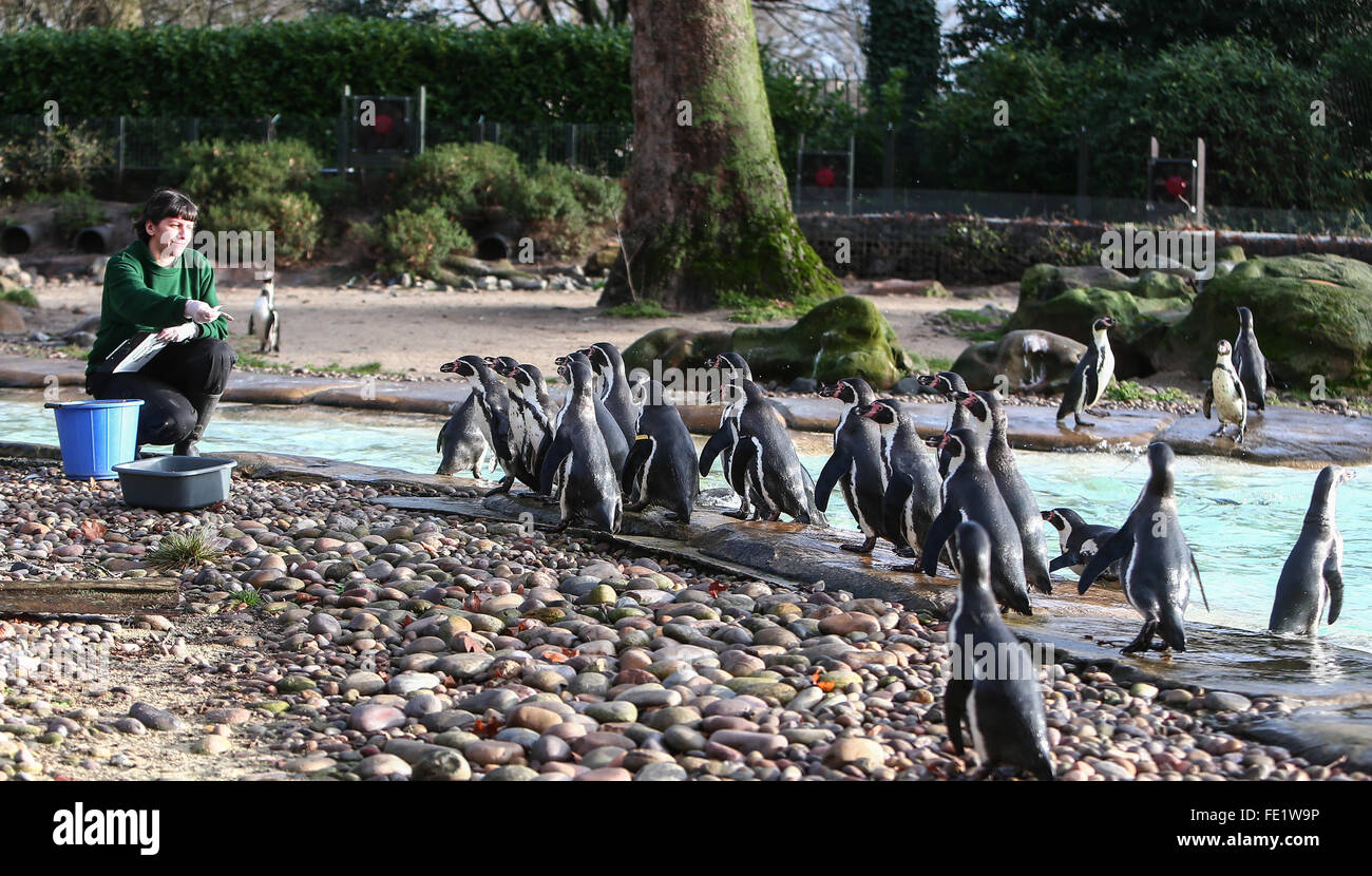 Members of staff at London Zoo take part in the annual animal stocktake ...