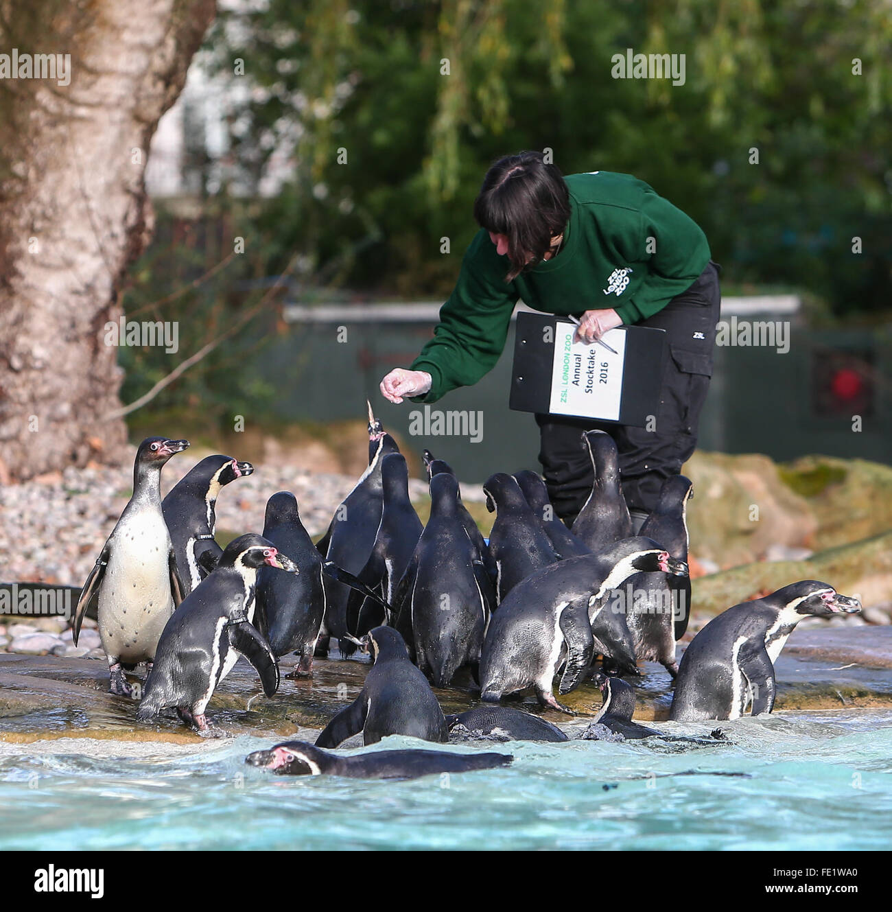 Members of staff at London Zoo take part in the annual animal stocktake ...