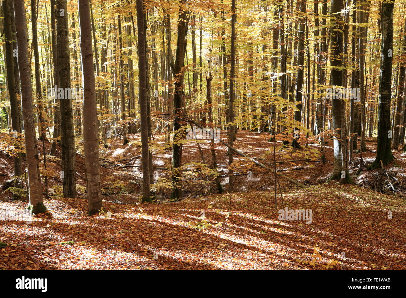 Beech Forest in the Ukrainian Carpathians in a golden autumn Stock ...
