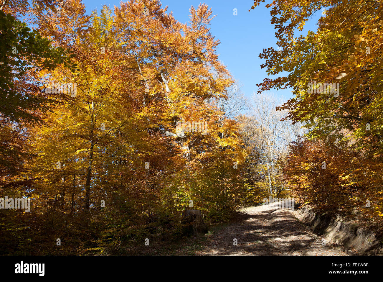 Beech Forest in the Ukrainian Carpathians in a golden autumn Stock ...