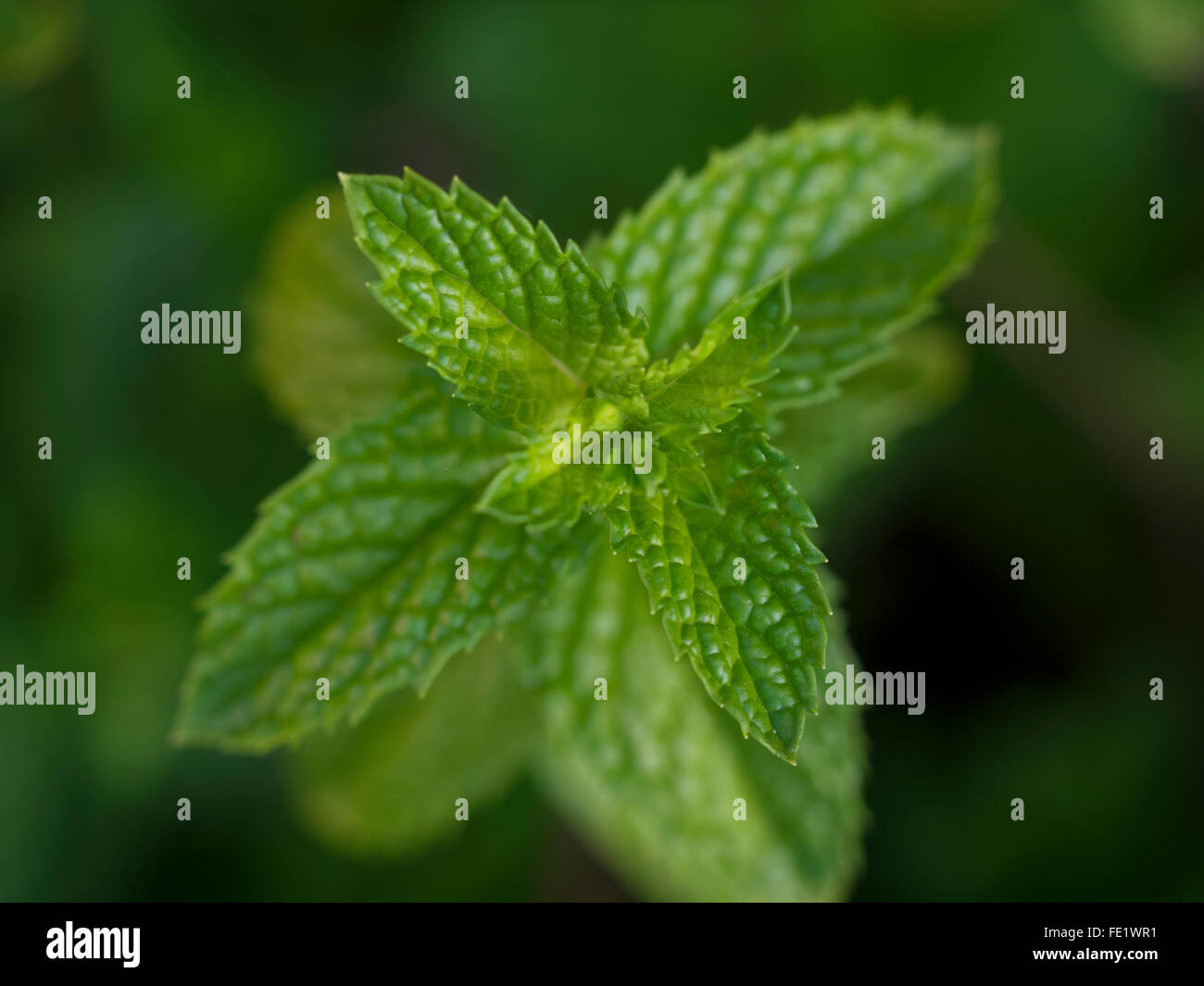 Mint Herb Top View Macro Stock Photo - Alamy
