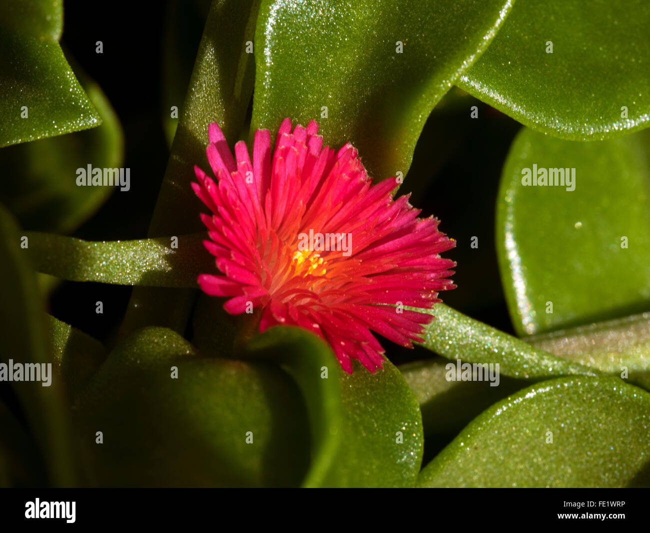 Pigface Pink Macro Pink Flower green foliage Stock Photo - Alamy