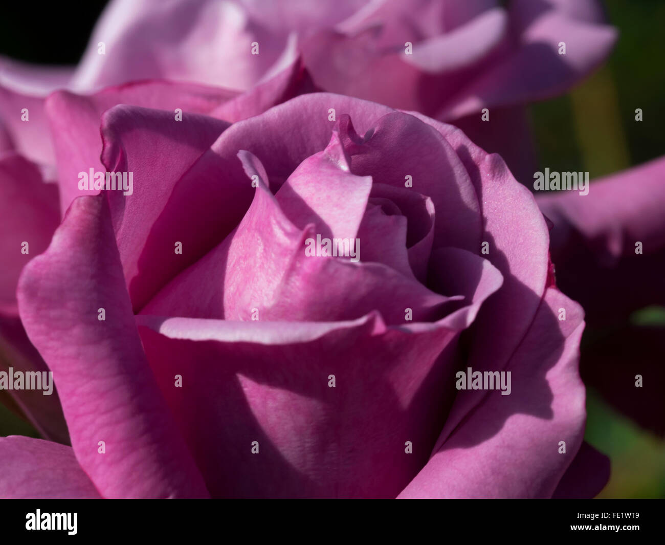 Rose Charles de Gaulle Purple Color Rose Macro Roses Stock Photo - Alamy