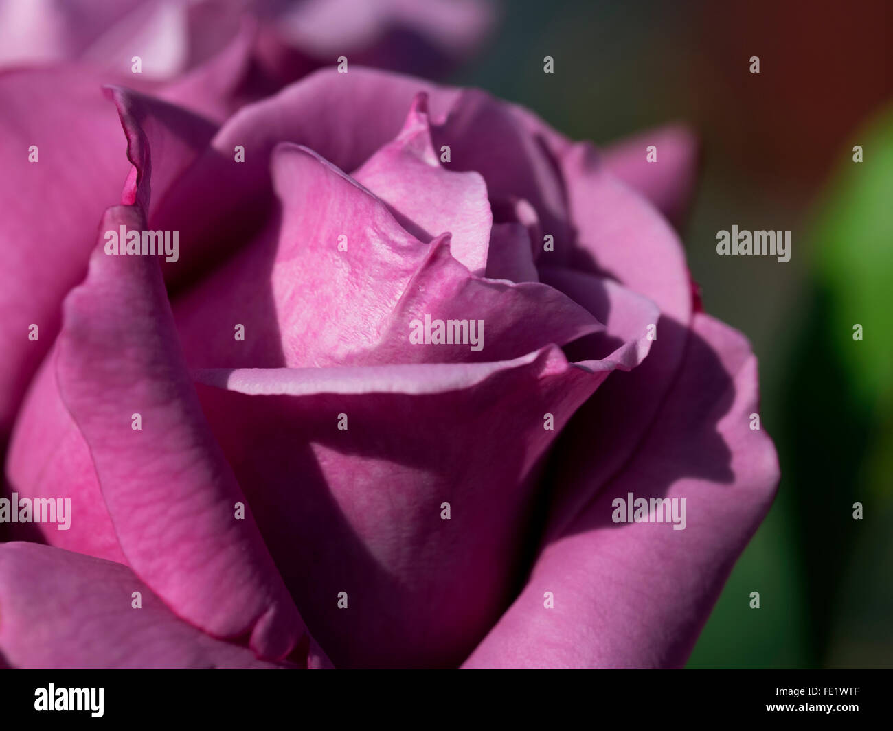 Rose Charles de Gaulle Purple Color Rose Macro Roses Stock Photo - Alamy