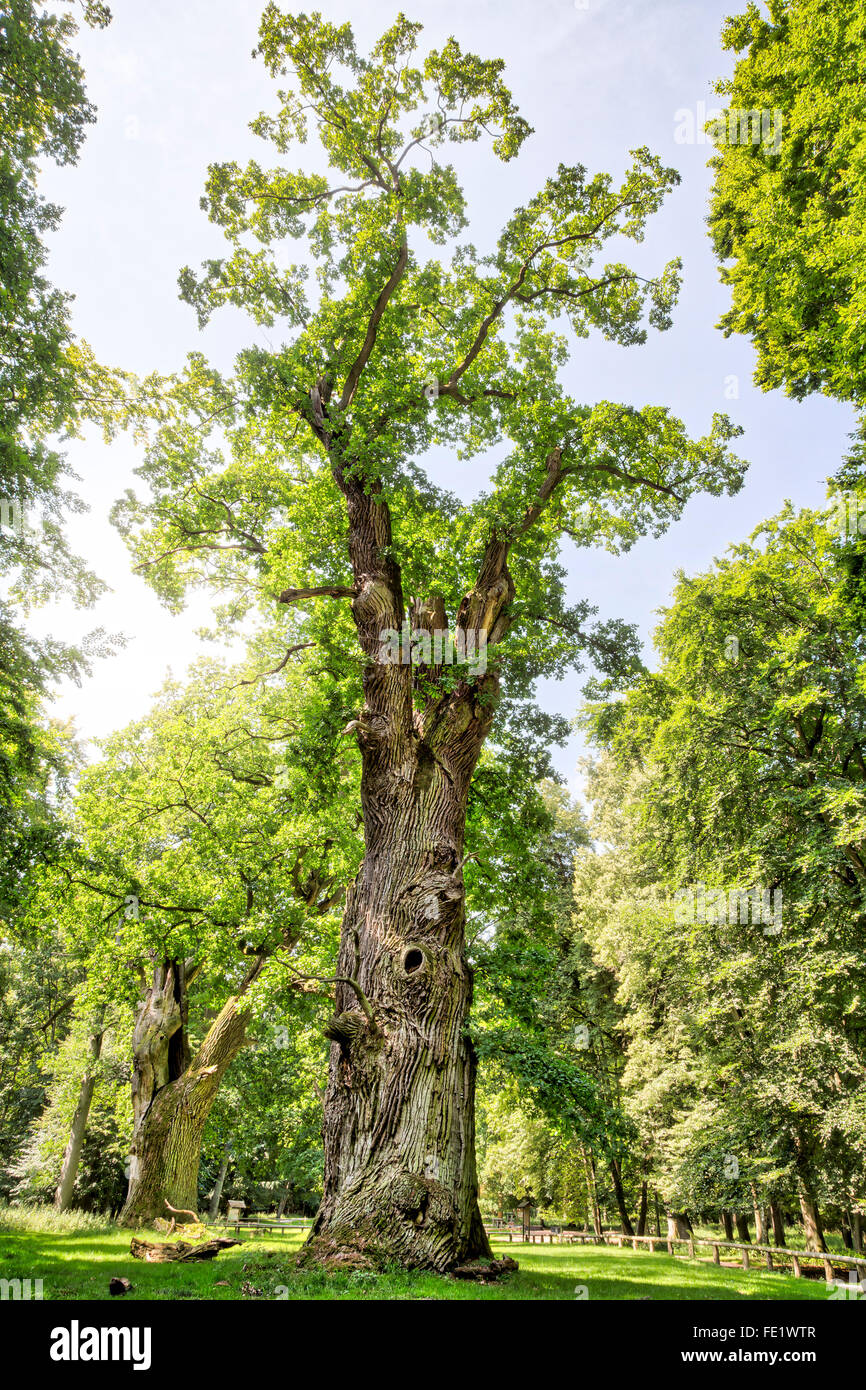 Tree hdr hi-res stock photography and images - Alamy