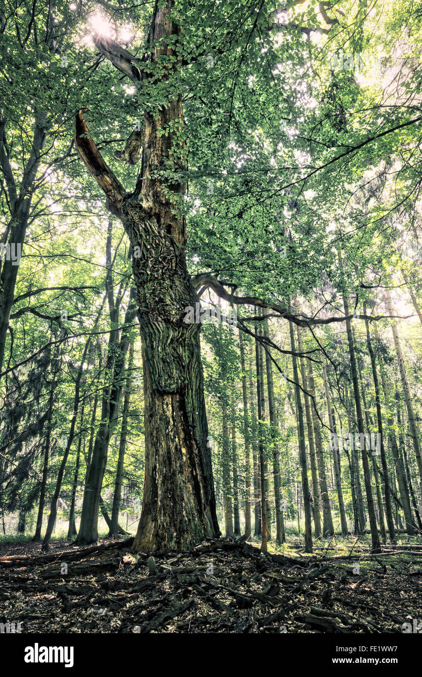 Deer in forest oak tree hi-res stock photography and images - Alamy