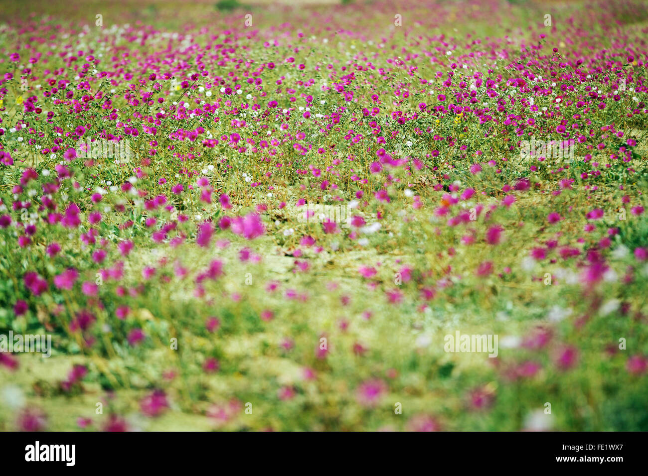 Flowers in the Atacama, Desert, Chile Stock Photo - Alamy