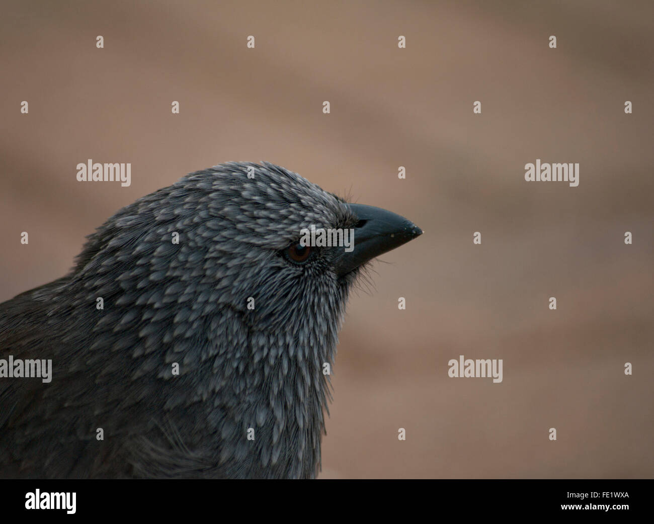 Apostlebird struthidea cinerea hi-res stock photography and images - Alamy