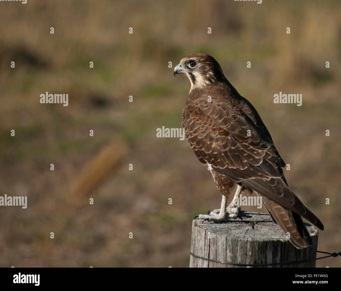 Australian brown falcon Stock Photo - Alamy