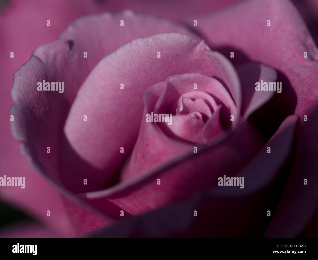 Charles de gaulle rose hi-res stock photography and images - Alamy