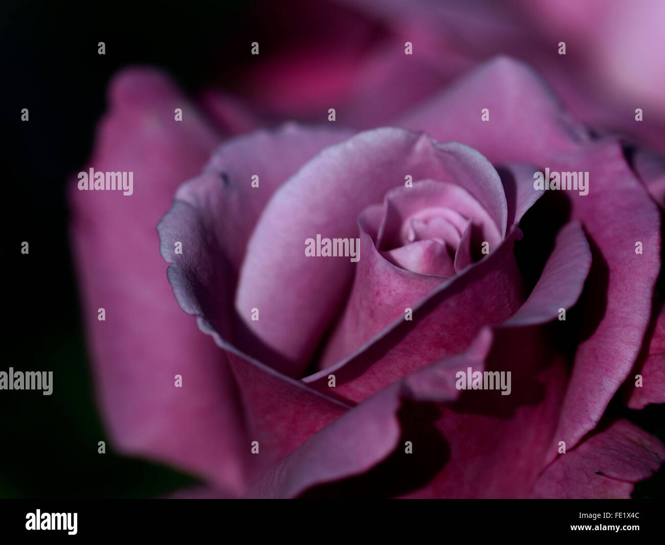 Rose Charles de Gaulle Purple Color Rose Macro Roses Stock Photo - Alamy