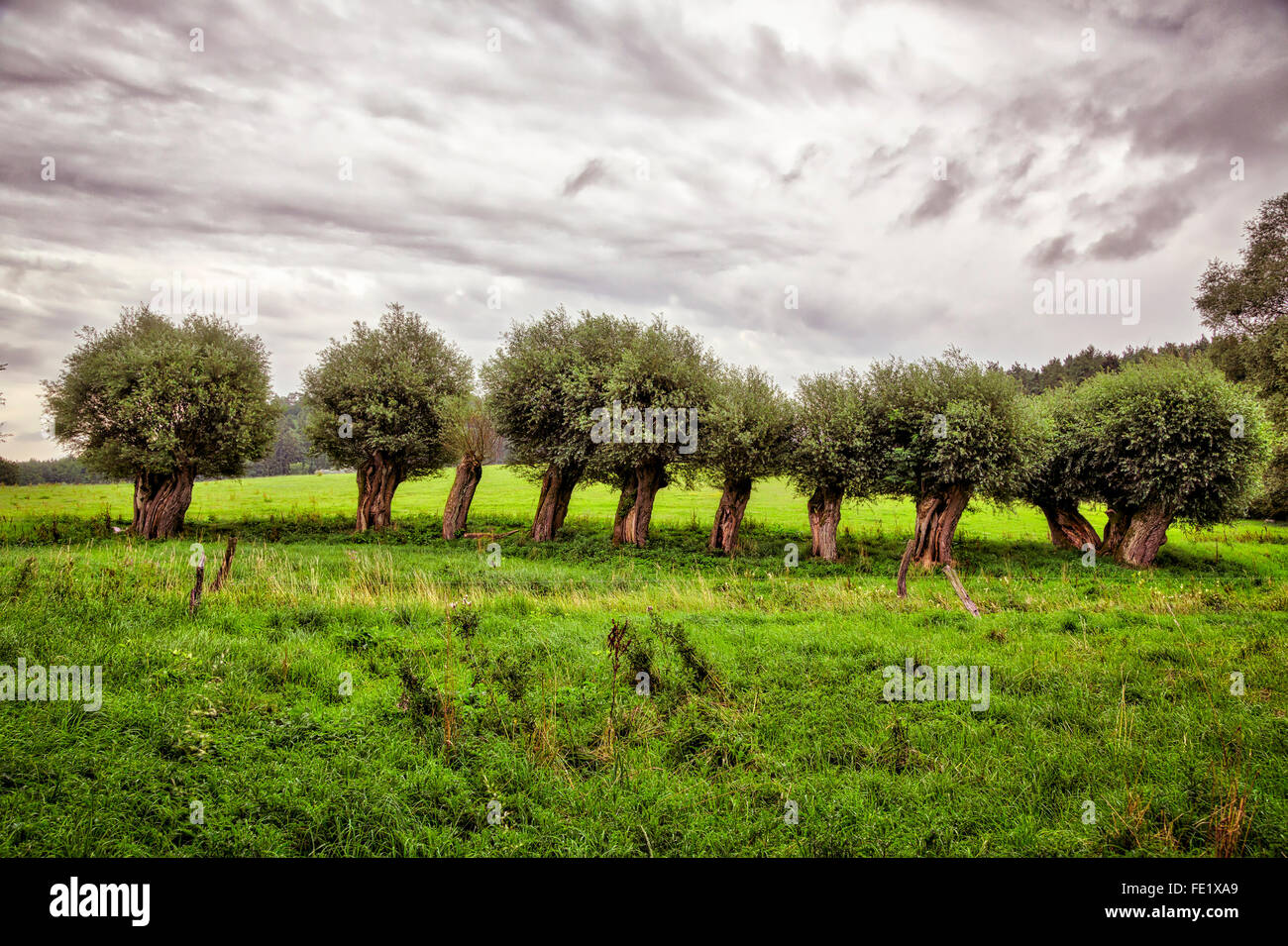 Row of willow trees hi-res stock photography and images - Alamy