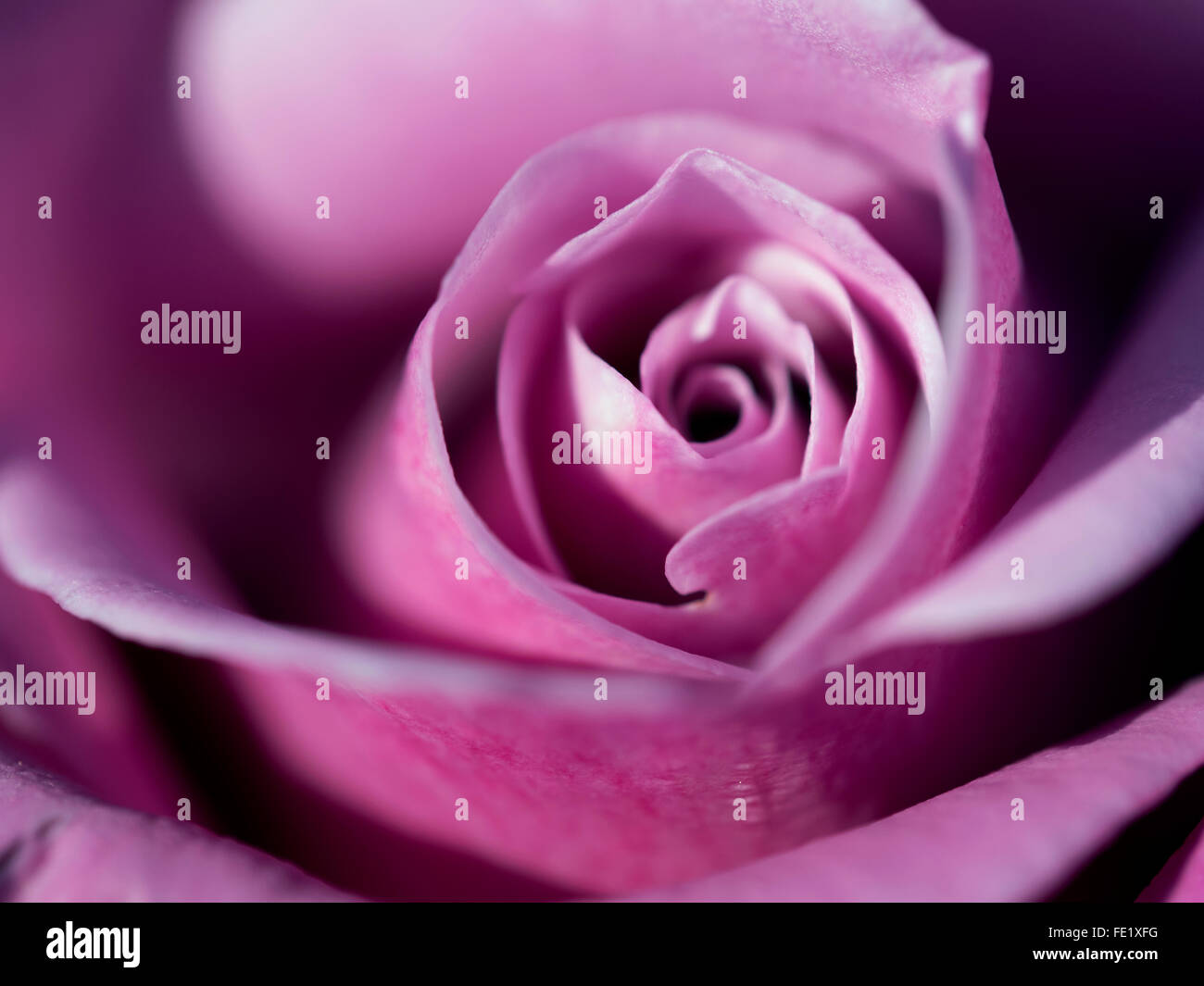 Rose Charles de Gaulle Purple Color Rose Macro Roses Stock Photo - Alamy