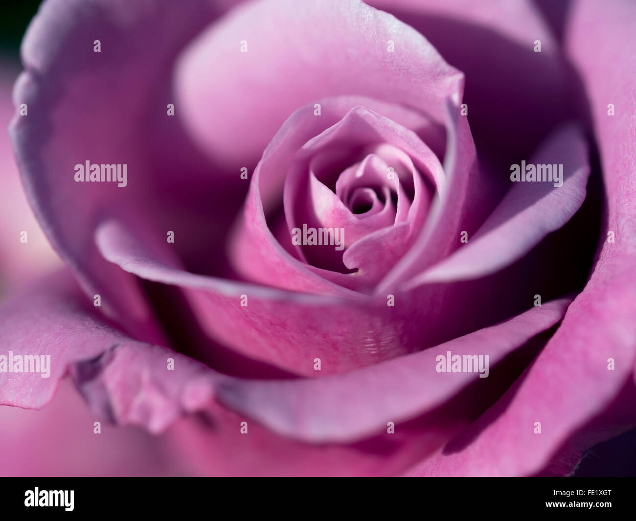 Rose Charles de Gaulle Purple Color Rose Macro Roses Stock Photo - Alamy