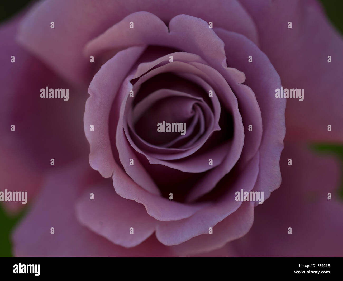 Charles de gaulle rose hi-res stock photography and images - Alamy