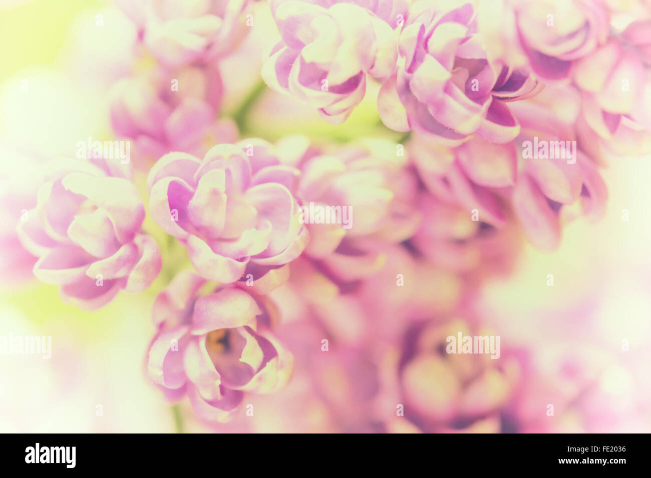 Lilac flowers branch. Greeting gift card background. Vintage soft toned ...