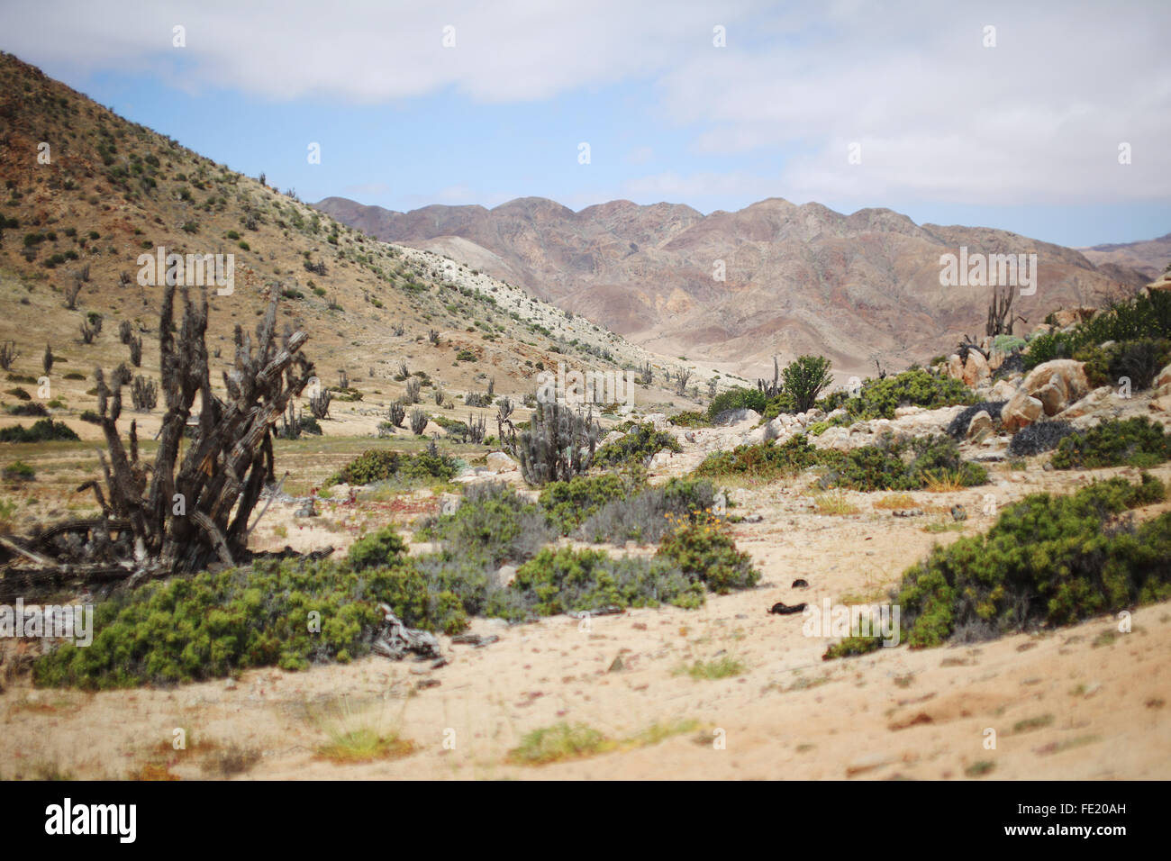 Pan de azúcar national park hi-res stock photography and images - Alamy