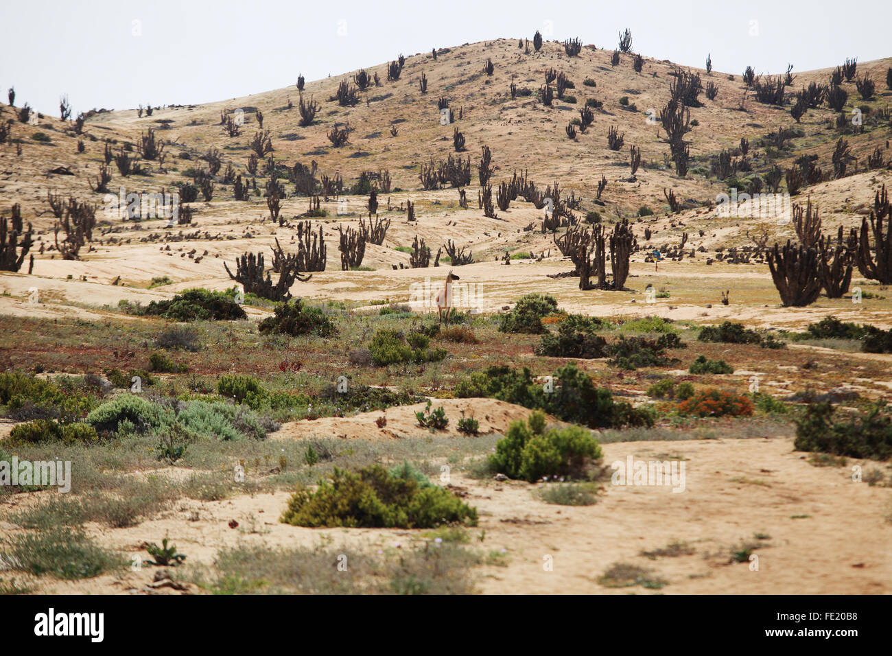 Pan de azúcar national park hi-res stock photography and images - Alamy