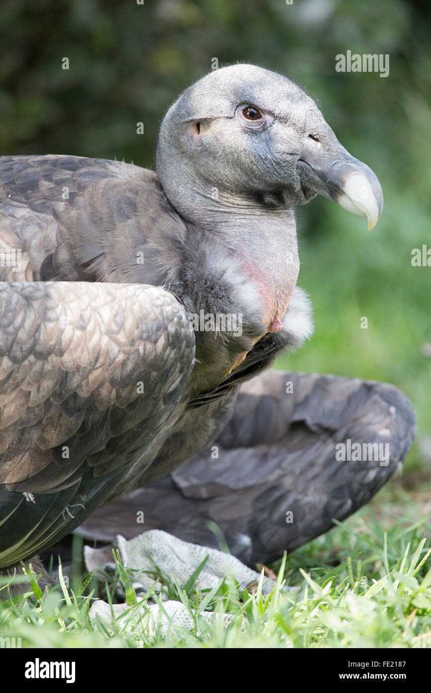 Scavenger portrait hi-res stock photography and images - Alamy