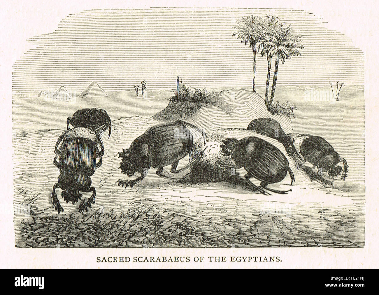 Egyptians 1800s hi-res stock photography and images - Alamy