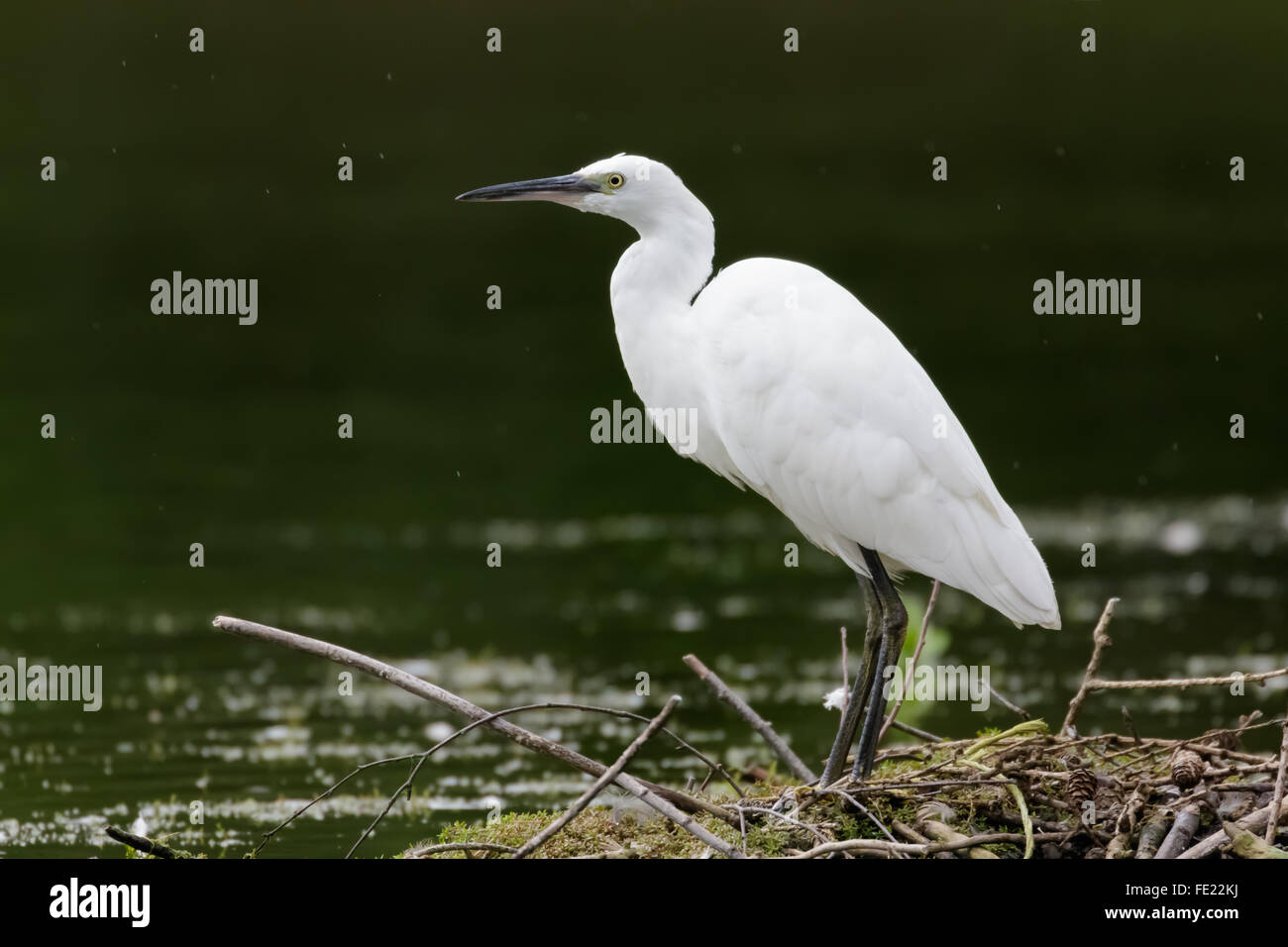 Little egret nest hi-res stock photography and images - Alamy