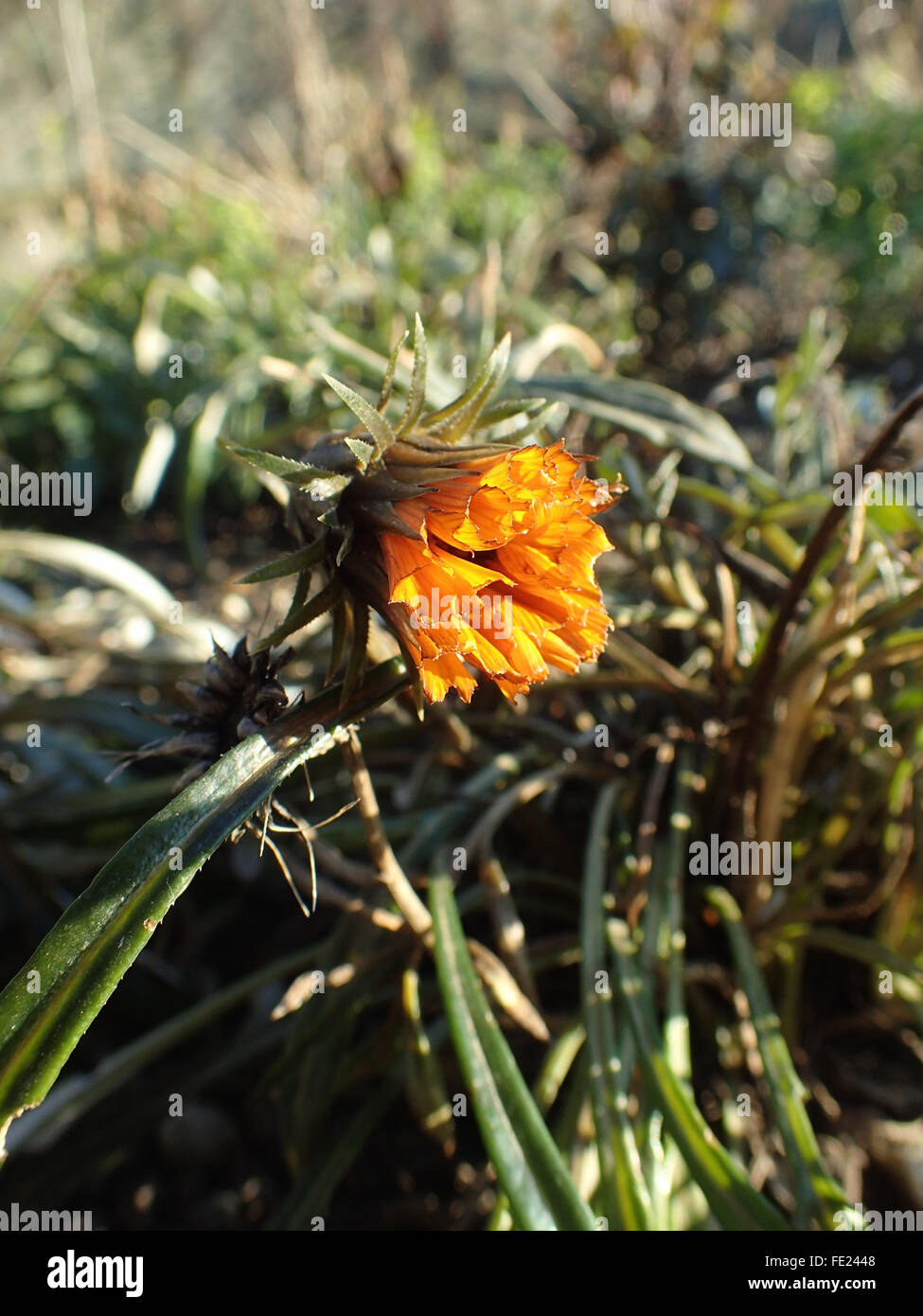 Earwig damage hi-res stock photography and images - Alamy