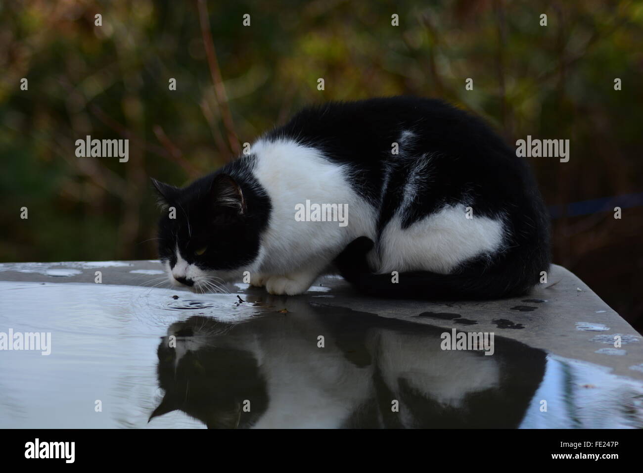 A Cat is drinking Water in a Puddle Stock Photo - Alamy