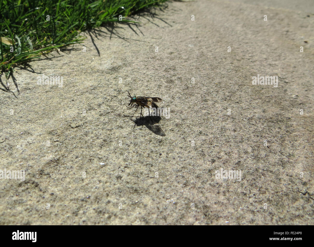 Splayed deer fly (Chrysops caecutiens) on a limestone paving slab in ...