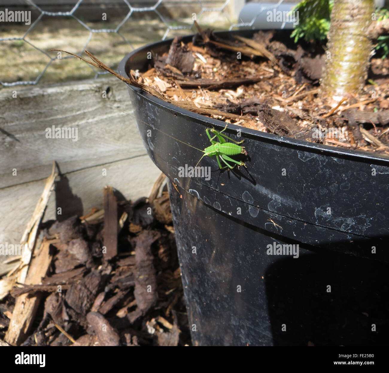 Male speckled bush-cricket (Leptophyes punctatissima) defaecating on ...