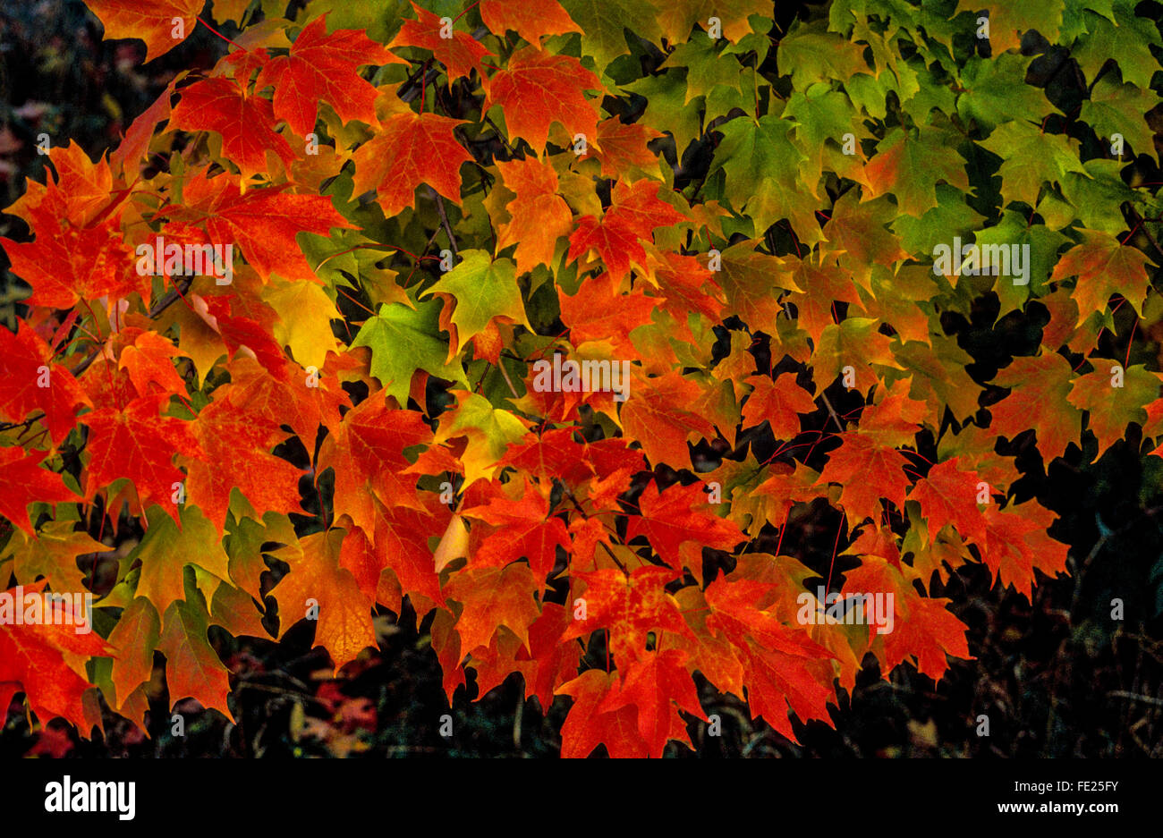The green leaves of maples and other deciduous trees change to rich red ...