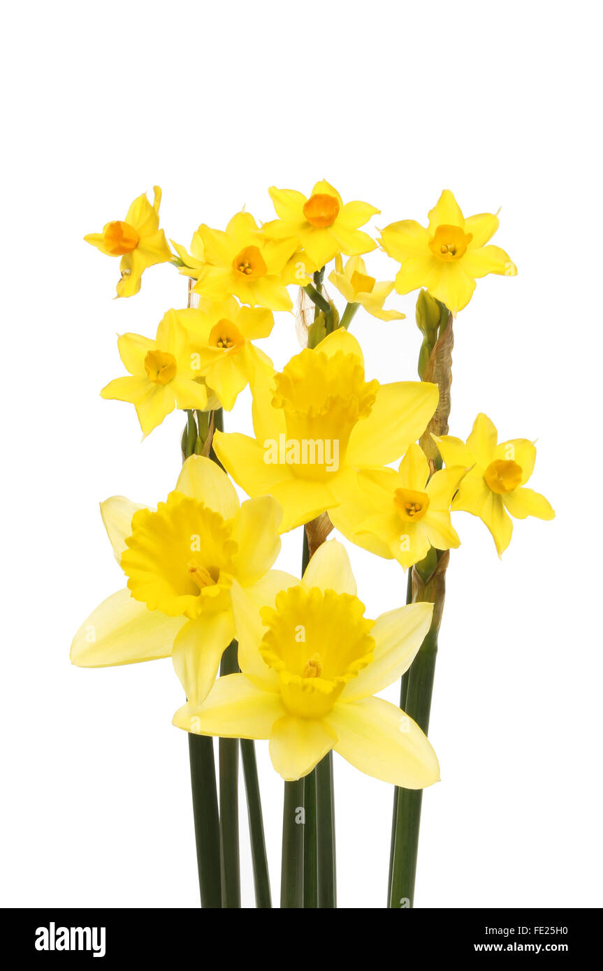 Arrangement of Sol D'or and traditional daffodils isolated against ...
