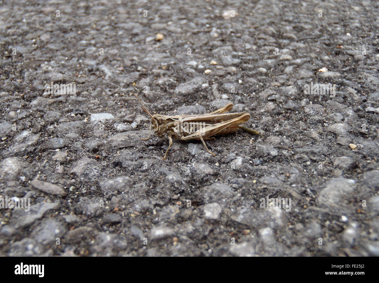 Field grasshopper (Chorthippus brunneus) defaecating on tarmac road ...