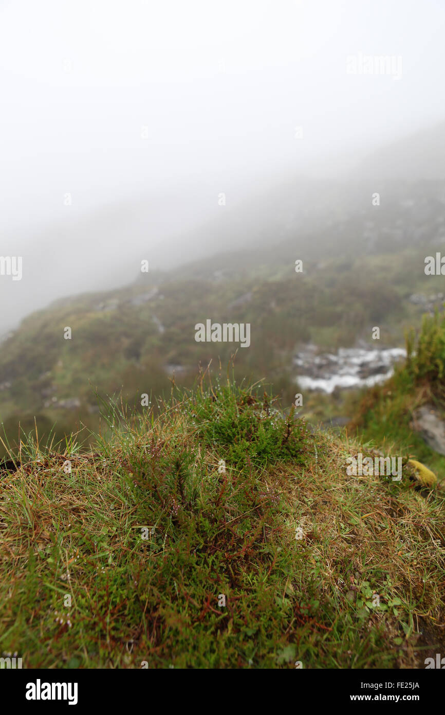 Rural landscape, stonewall in Dingle, Co. Kerry, Ireland Stock Photo ...