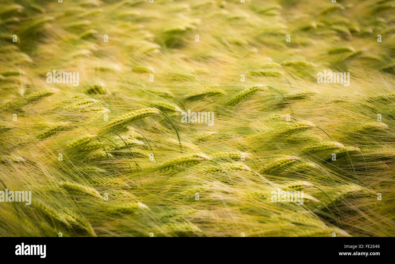 Gold barley field uk hi-res stock photography and images - Alamy