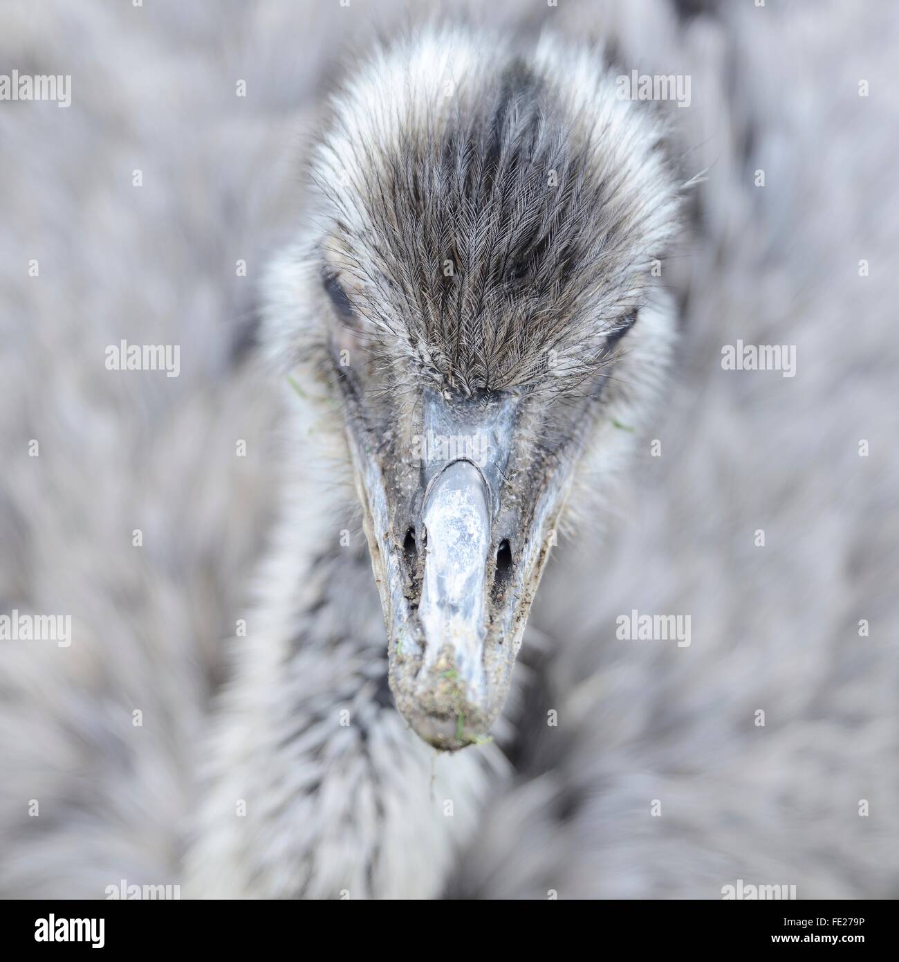 Common rhea hi-res stock photography and images - Alamy