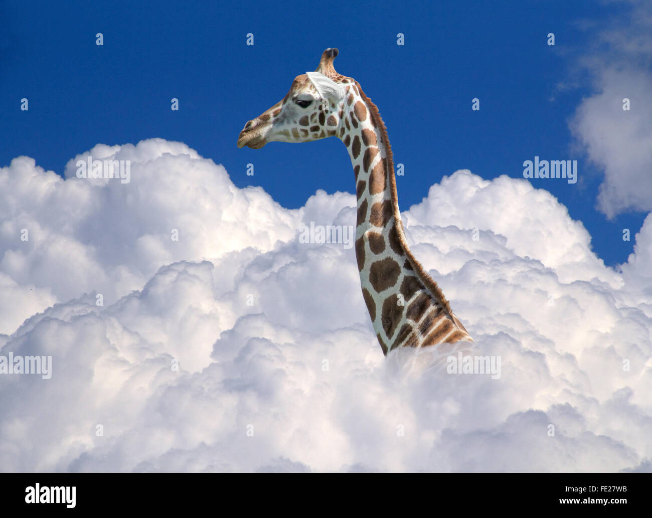 head of a giraffe above white clouds in front of blue sky Stock Photo ...