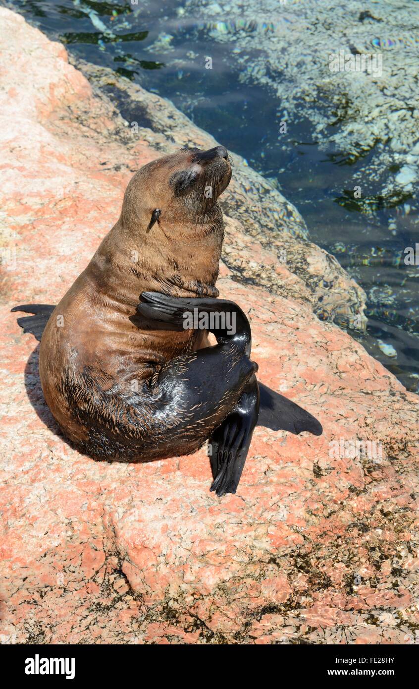 Grey seal image hi-res stock photography and images - Alamy