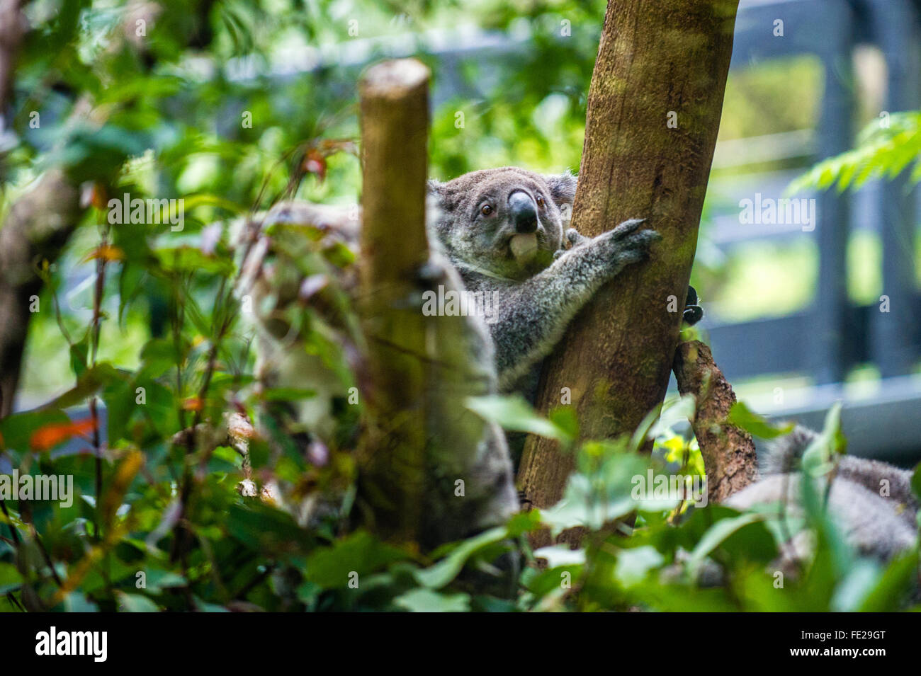 A koala rests on an eucalyptus tree in Australia Stock Photo - Alamy
