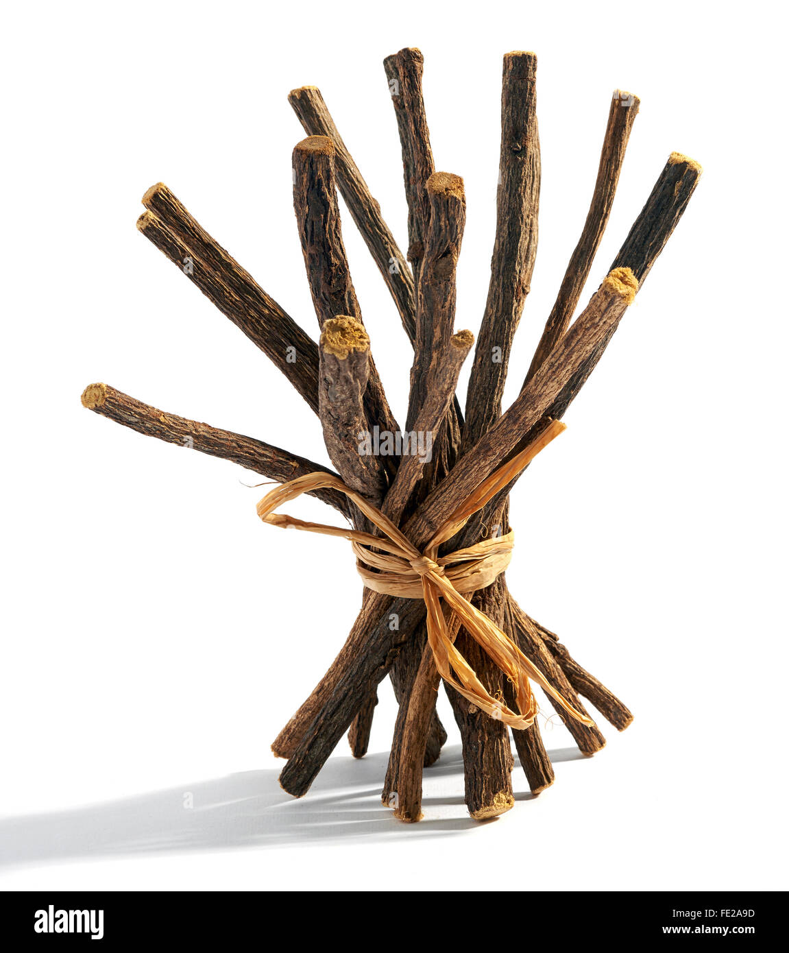 Bundle of dried licorice or liquorice roots tied with raffia for ...