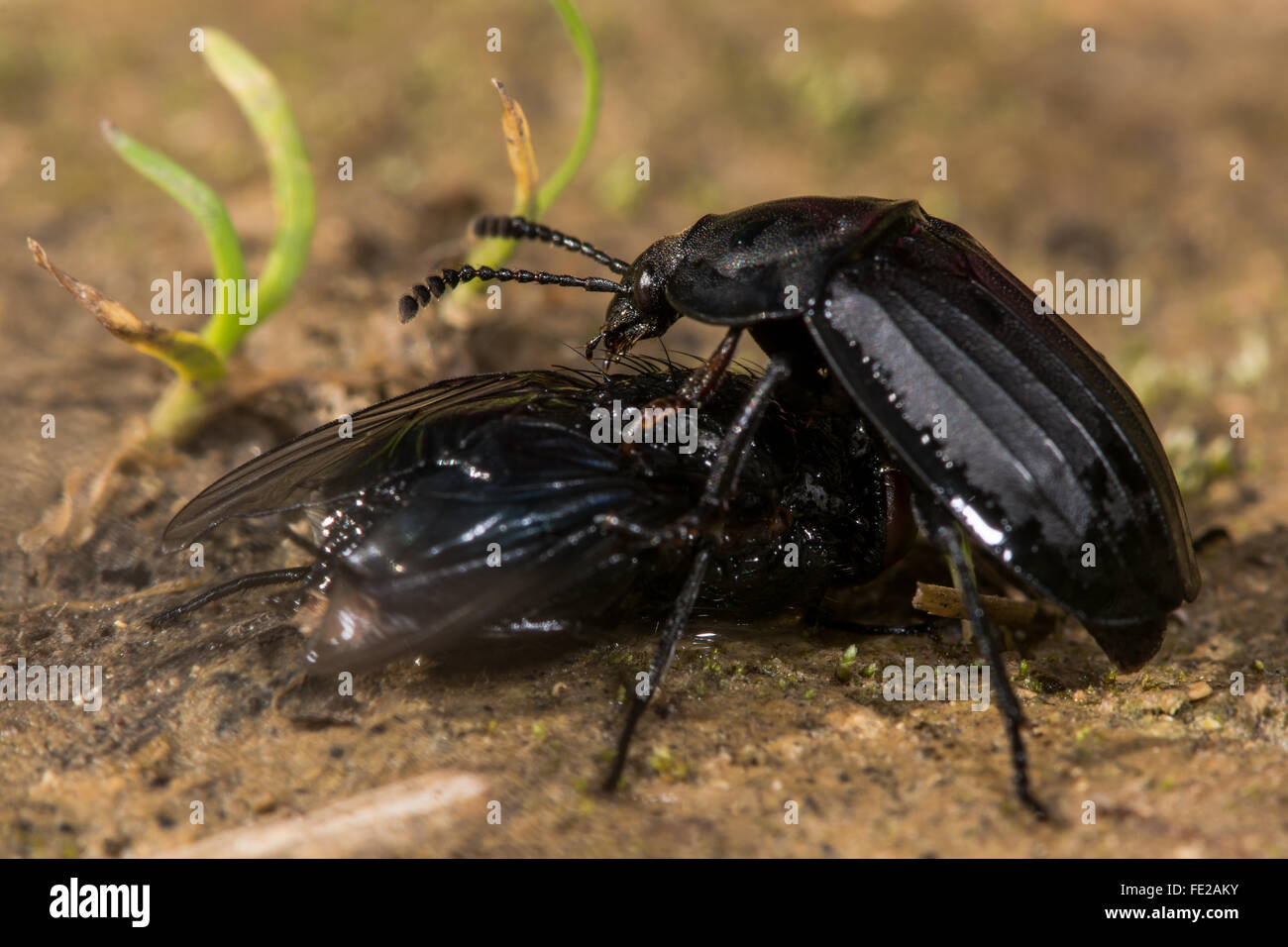 Silpha tristis beetle eating fly. A beetle in the family Silphidae ...