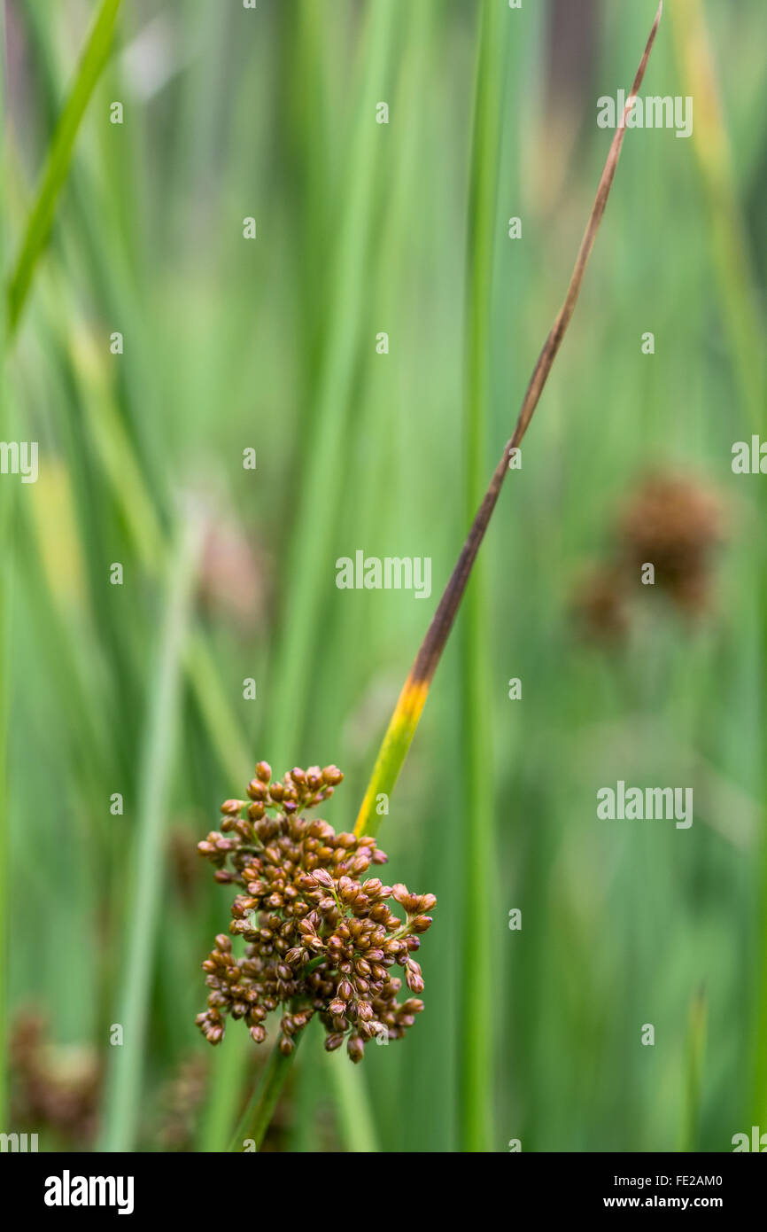 Soft rush (Juncus effusus) in flower. A common rush in the family ...