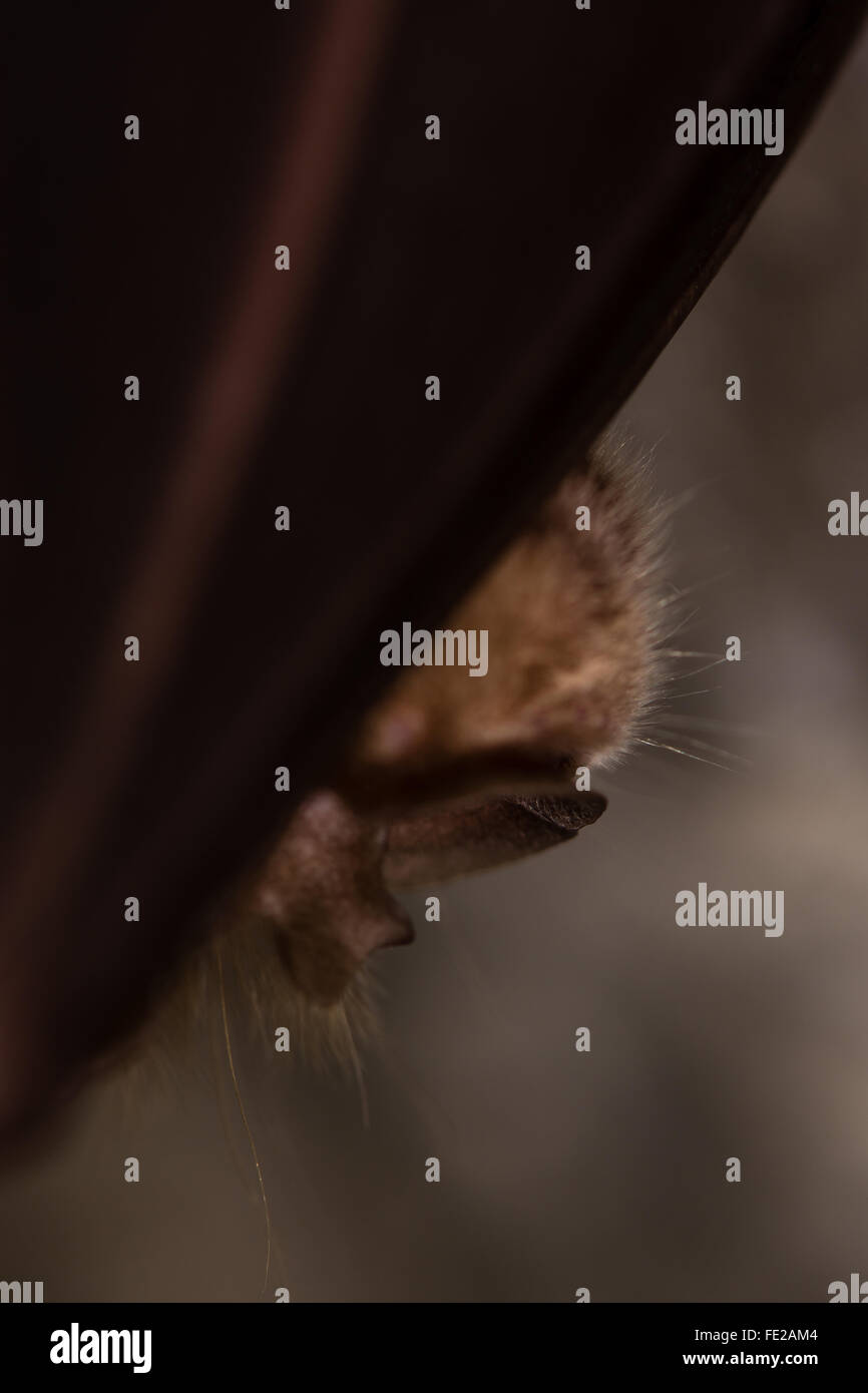 Greater horseshoe bat (Rhinolophus ferrumequinum) face. Detail of foot ...