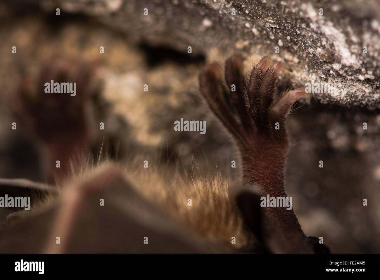 Greater horseshoe bat (Rhinolophus ferrumequinum) feet. Detail of foot ...