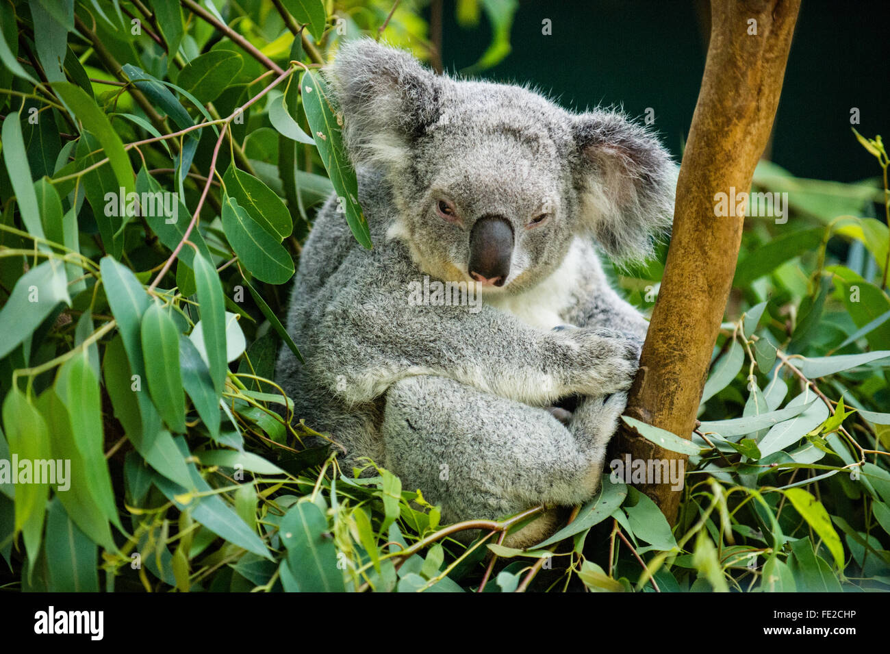 A koala rests on an eucalyptus branch in Australia Stock Photo - Alamy