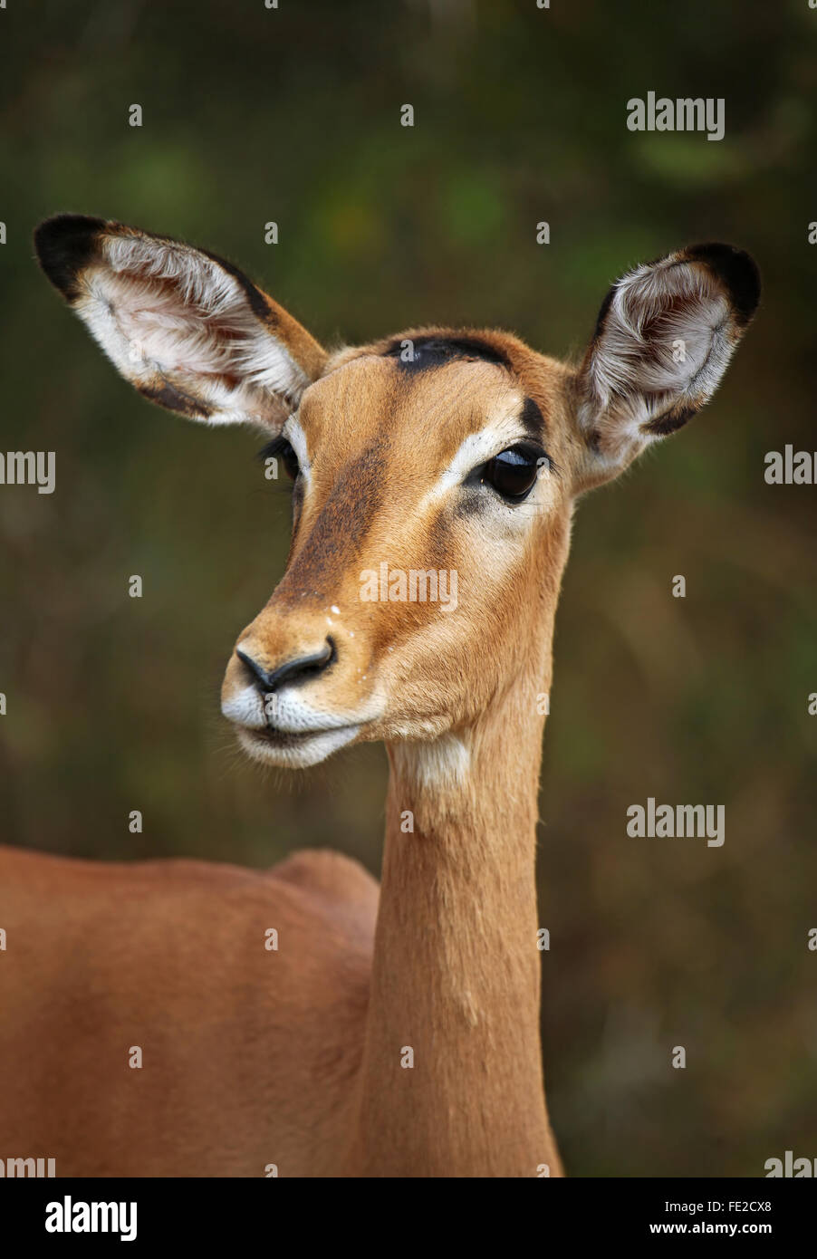 Impala in South Africa, Aepyceros melampus Stock Photo - Alamy