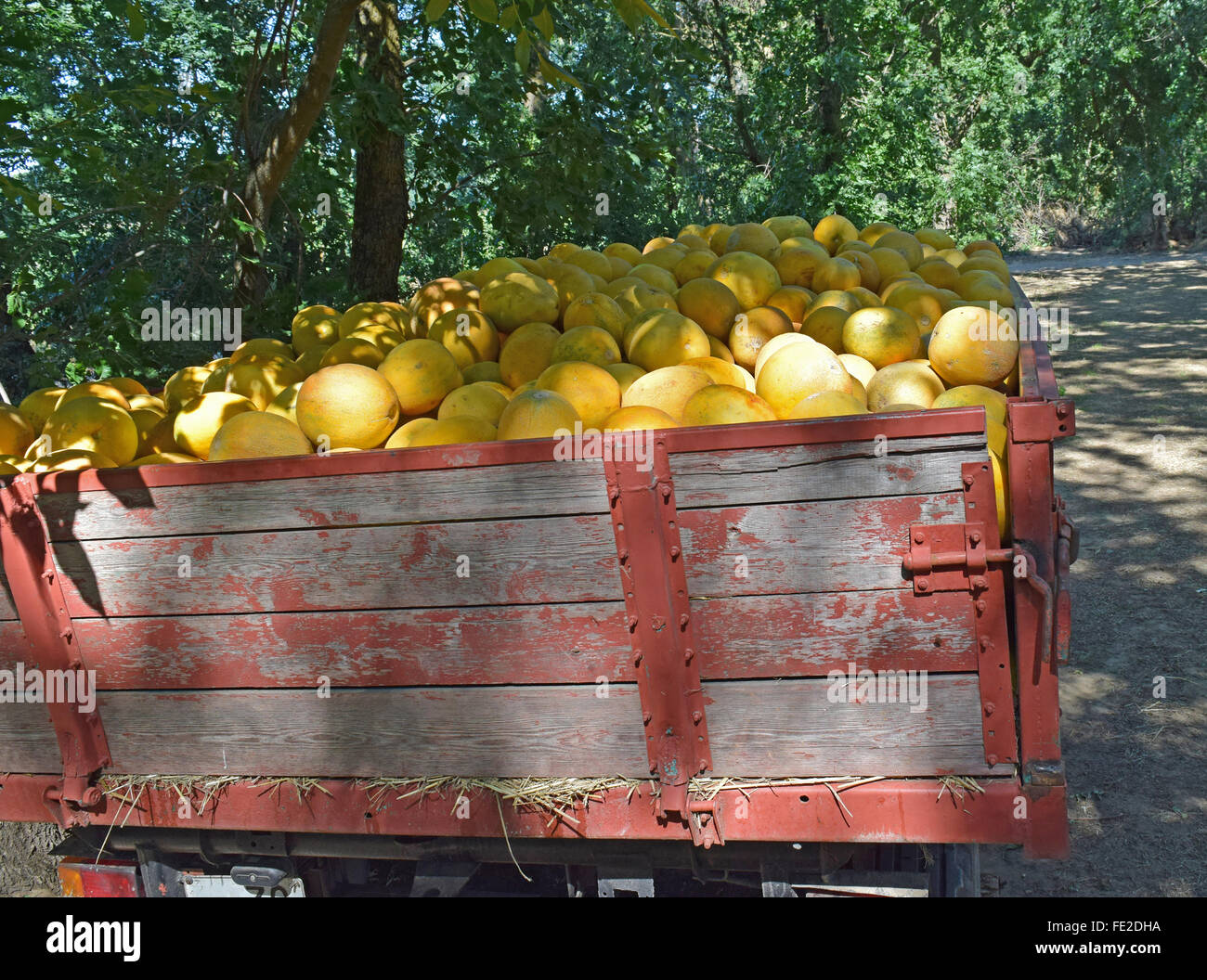 Yellow watermelon in the cart. The harvest from the fields Stock Photo ...
